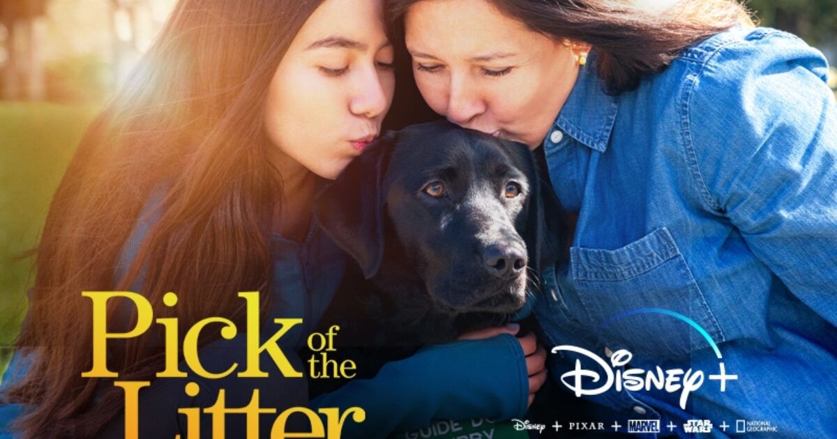 Pick of the Litter - Guide Dogs for the… | Guide Dogs for the Blind