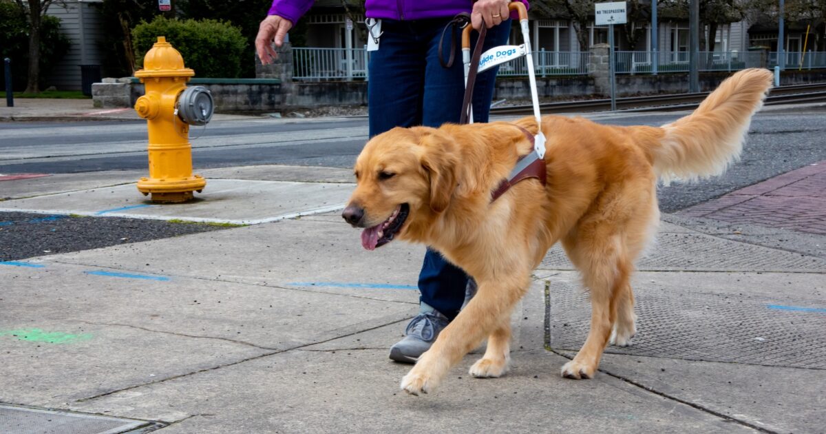 Focus on the Phases: Guide Dog Training… | Guide Dogs for the Blind