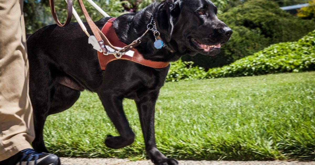 Navigating Service Ride Denials for… | Guide Dogs for the Blind