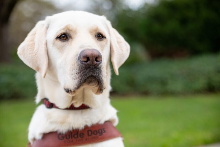 HUD Withdraws Key Fair Housing Guidance:… | Guide Dogs for the Blind