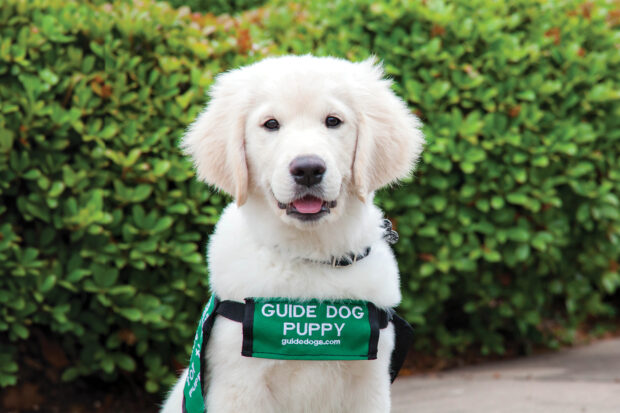 Welcome to Guide Dogs for the Blind | Guide Dogs for the Blind