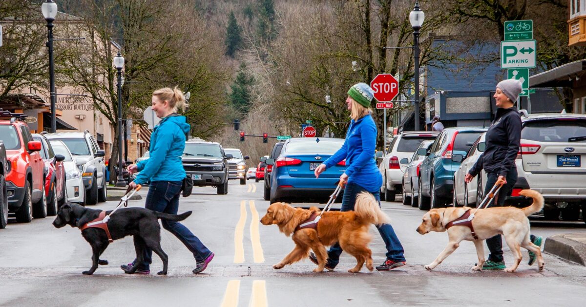 Guide Dog Training: Focus on the Phases | Guide Dogs for the Blind