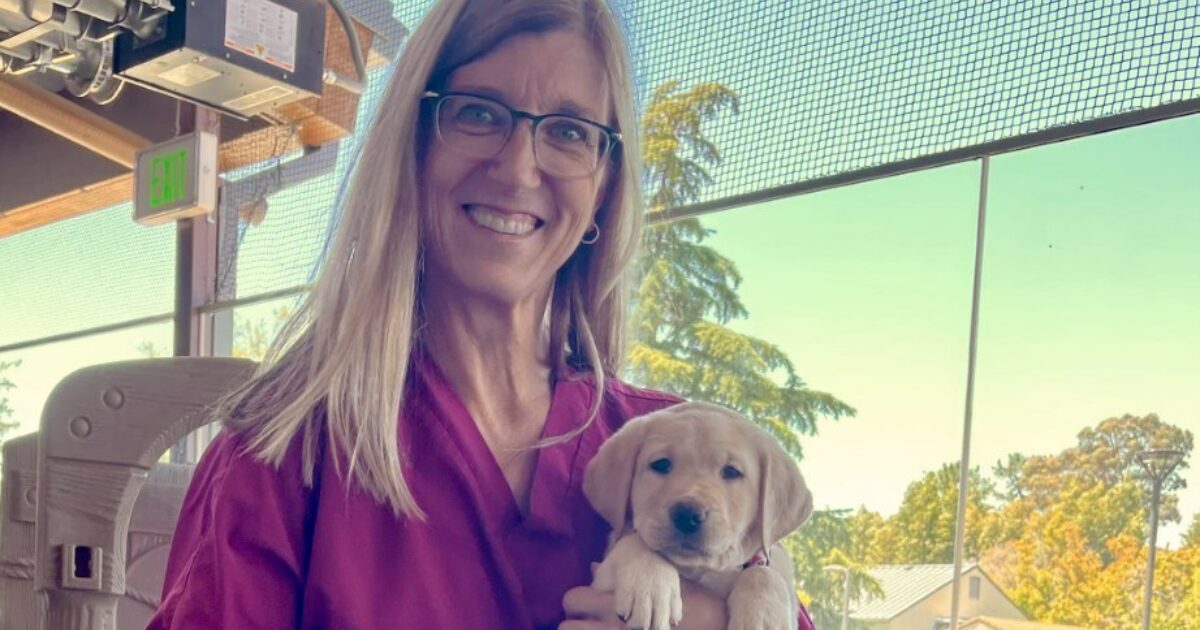 Puppy Raising Q&A | Guide Dogs for the Blind