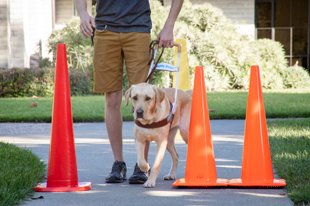 Formal Guidework Training Phases | Guide Dogs for the Blind