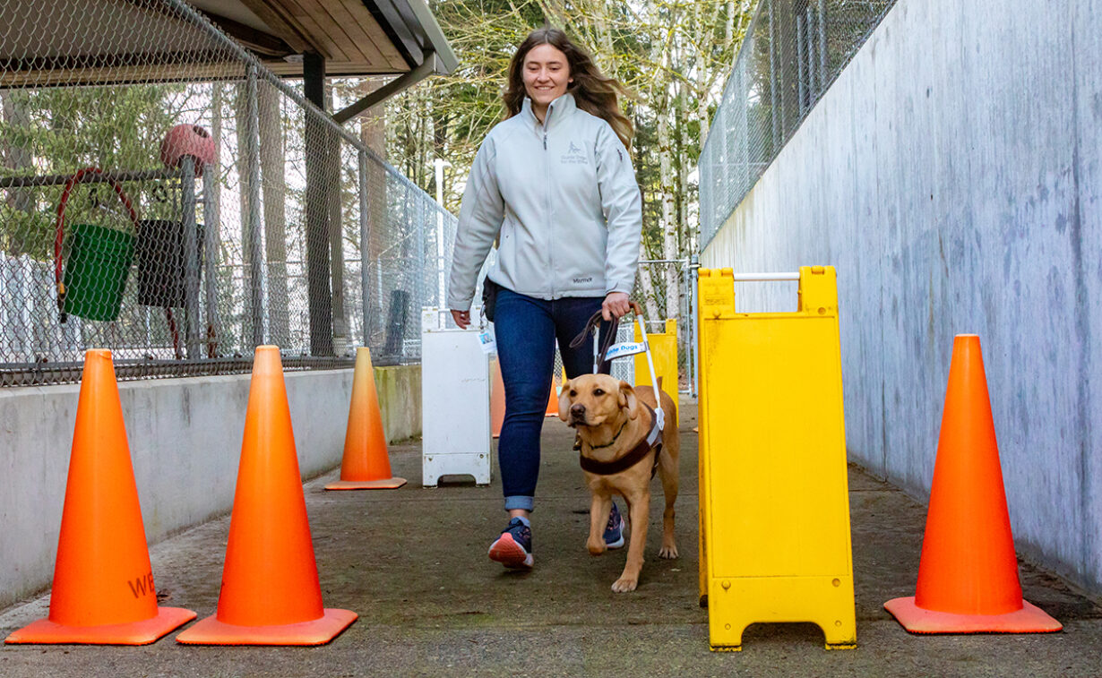 Formal Guidework Training Phases | Guide Dogs for the Blind