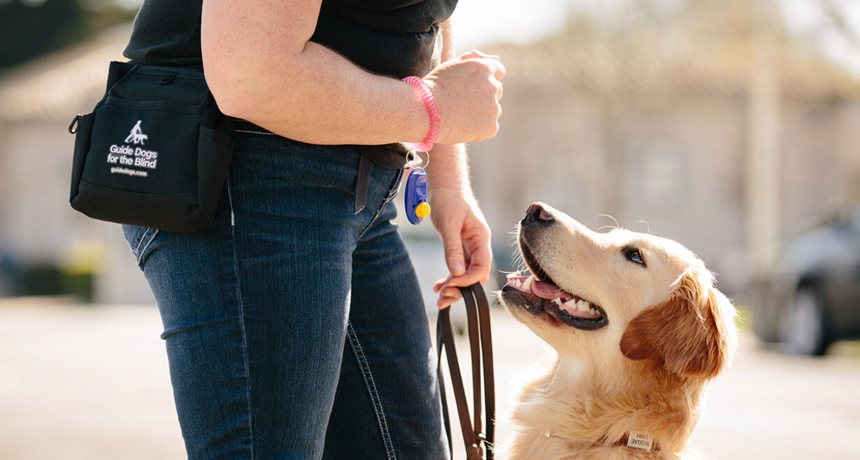 Phase 1 Formal Training Begins | Guide Dogs for the Blind