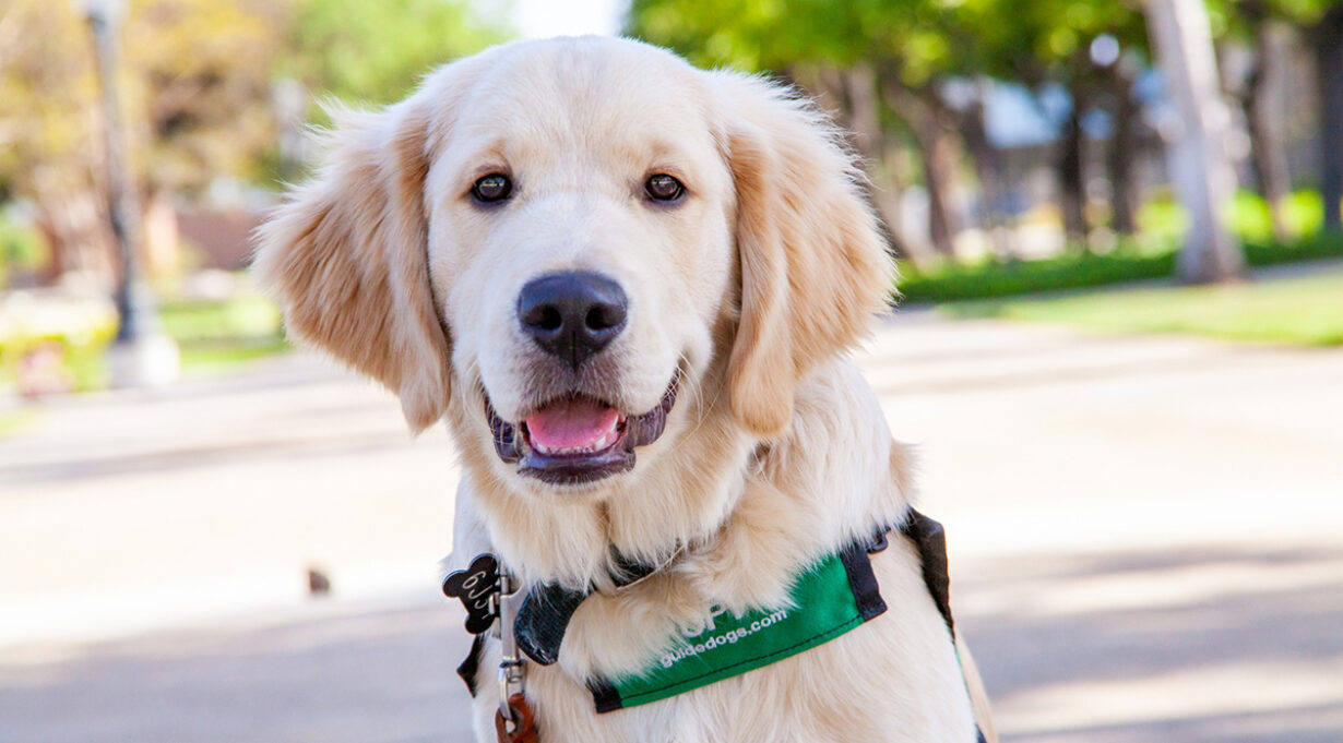 FUNdamentals: Pups 6 to 10 Months of Age | Guide Dogs for the Blind