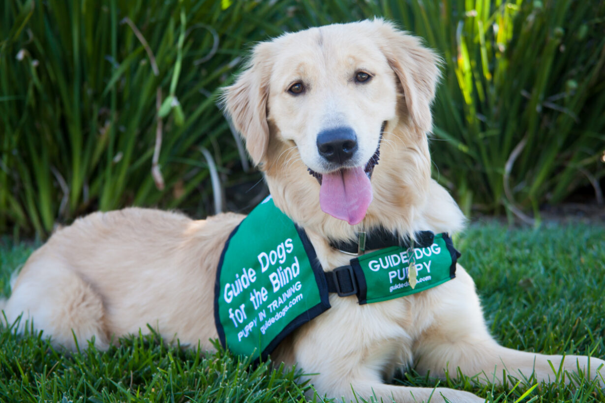 FUNdamentals: Pups 11+ Months of Age | Guide Dogs for the Blind