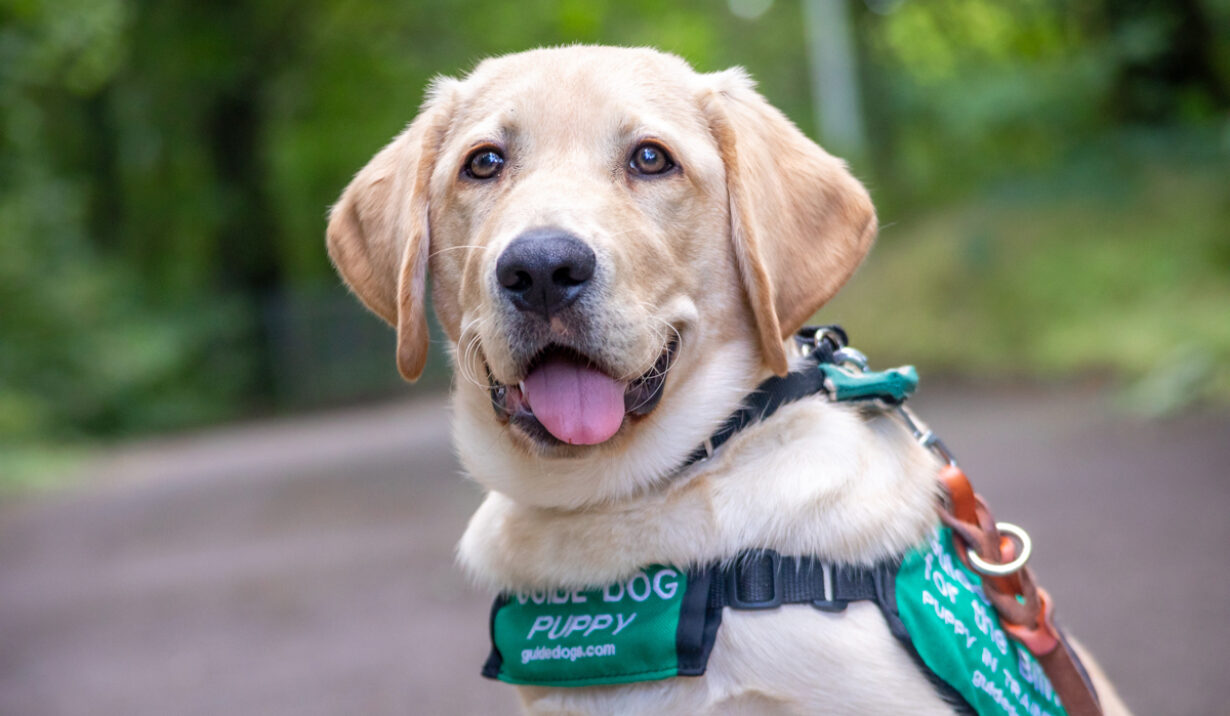 Equipment and Supplies | Guide Dogs for the Blind