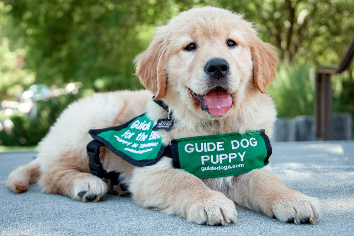 FUNdamentals: Pups 2 to 5 Months of Age | Guide Dogs for the Blind