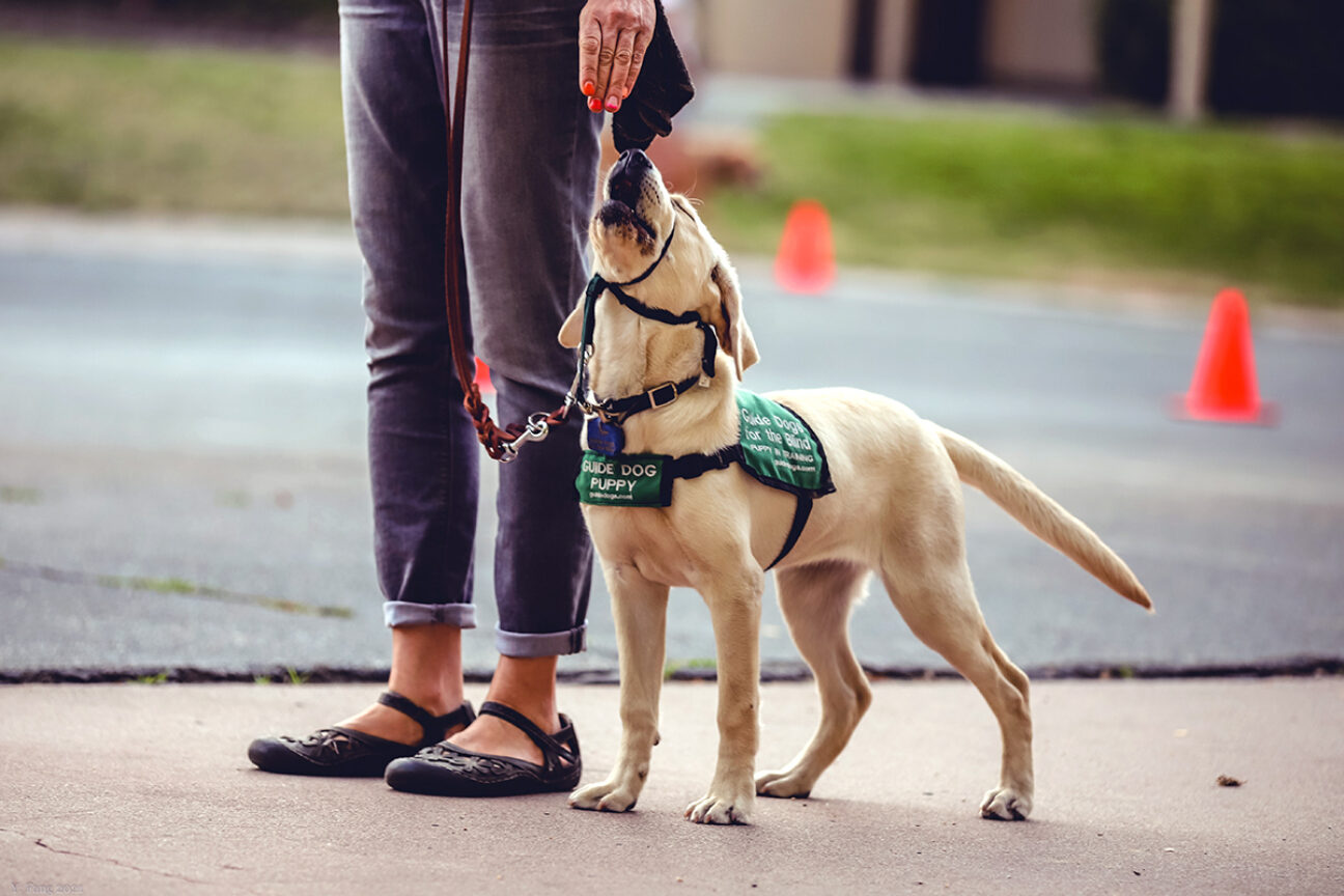 Puppy Raising R+ Philosophy | Guide Dogs for the Blind