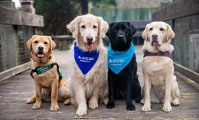 Beyond Puppy Raising | Guide Dogs for the Blind